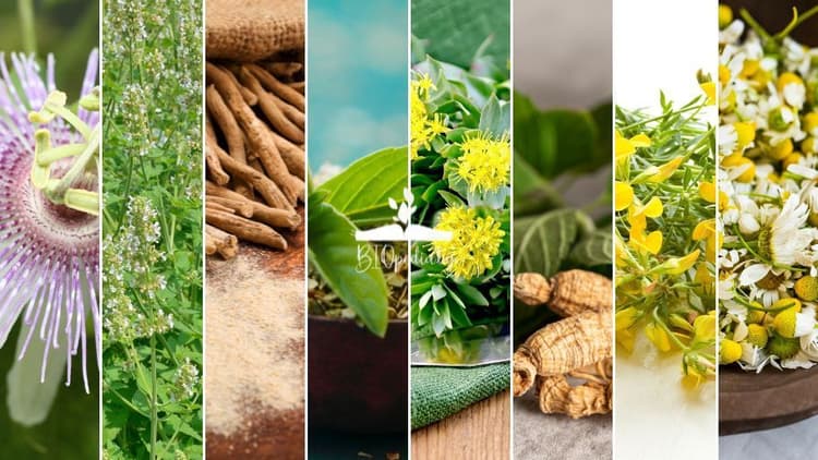 8 билки за намаляване на кортизола | Biopedia.bg